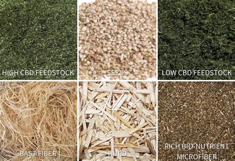 The Future Of Hemp Processing Technologies