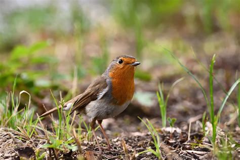 Bird Robin Ornithology Free Photo On Pixabay Pixabay