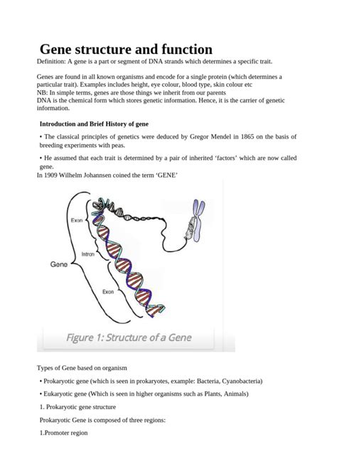 Gene Structure And Function Overview Pdf Gene Intron