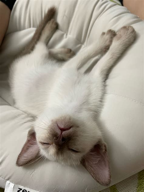 许愿可爱的猫猫 Nga玩家社区