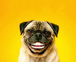 Smiling Dog S Download And Share