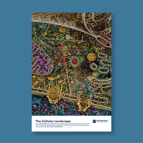 Cell Signaling Poster Pathway Posters Stressmarq
