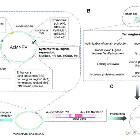 Baculovirus Genome Editing And The Expression Of Foreign Proteins A