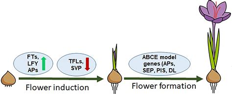 Frontiers Hormones Regulate The Flowering Process In Saffron