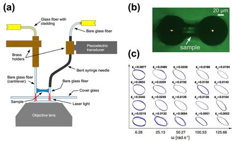 Oscillatory Extensional Strain On Fluid Filaments A A Schematic Of