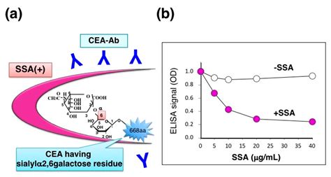 Lectin Based Assay For Glycoform Specific Detection Of α2 6 Sialylated Transferrin And