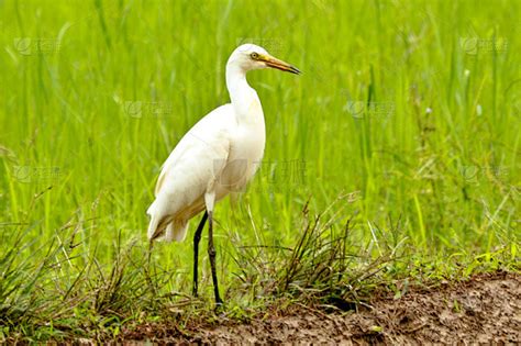 稻田中白鹭或中白鹭