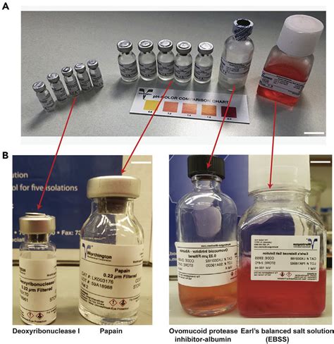 Components Of The Papain Dissociation System A Photograph Of The