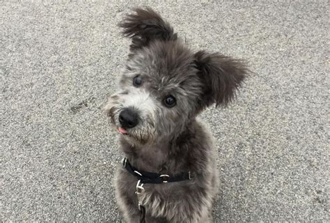 American Kennel Club Announces The Pumi As A New Dog Breed Metro News