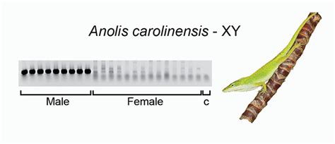 Exploring The Anolis Y Chromosome Anole Annals