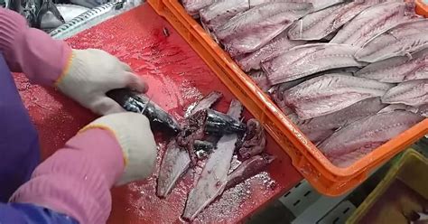 Fish Waste Extraction Using Chromatography You Do Bio