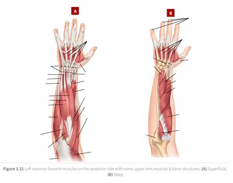 Left Extensor Forearm Muscles Posterior Quiz