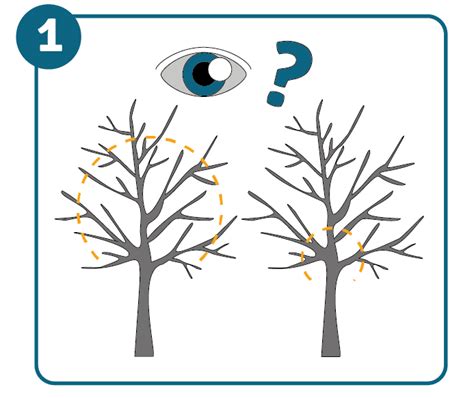Pruning Shrubs A Complete Guide