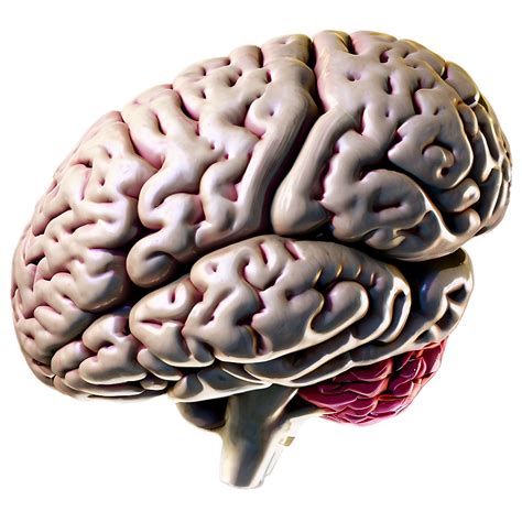 Brain Png Images Wallpapers Com