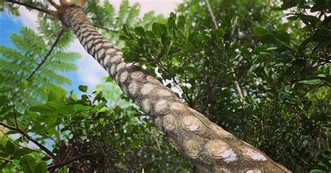 マガキカツヲ｜note