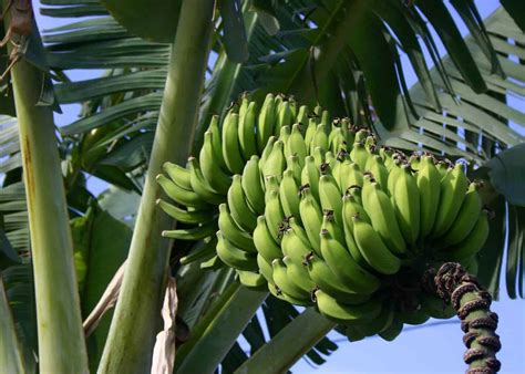 When Do Banana Trees Bear Fruit