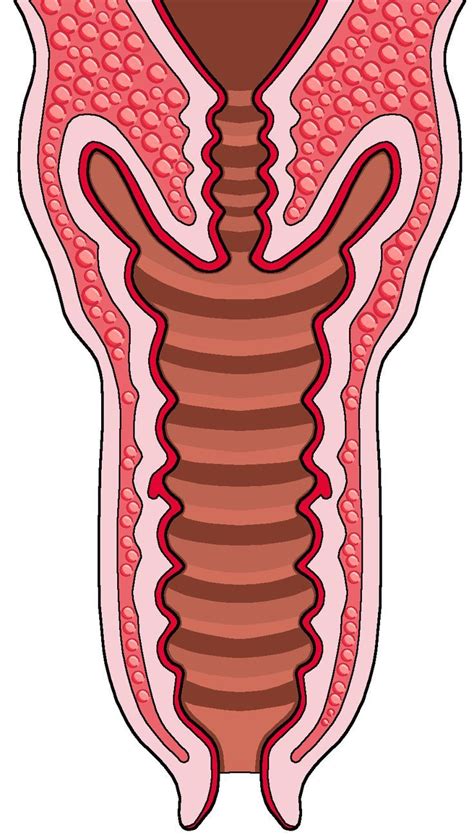 Premium Vector Female Reproductive System Cartoon Artofit