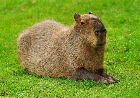 Capybara C S W D