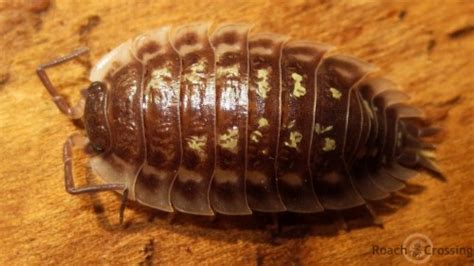 Skirted Isopod Roach Crossing