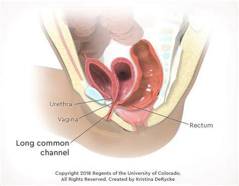 Human Cloaca