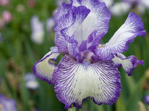 Iris Flower Represents At Corrina Davis Blog