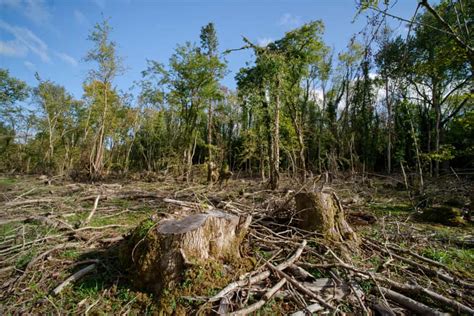 Uk Forests Face Catastrophic Ecosystem Collapse Within 50 Years