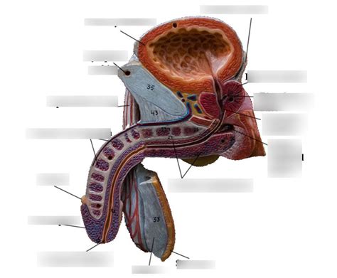Male Reproductive System Lateral Diagram Quizlet