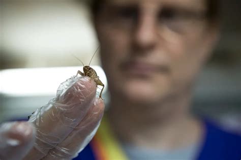 Los Alimentos Del Futuro Comida Impresa En 3d Harina De Insectos Y Hamburguesas De Arvejas