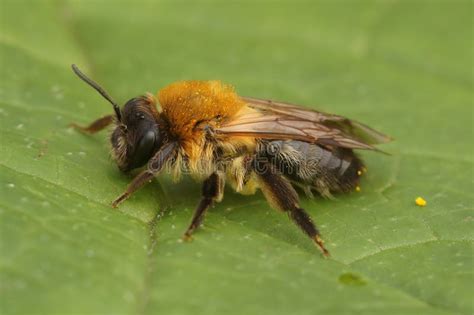 Closeup On A Furry Brown Female Grey Patched Mining Bee Andrena Nitida Sitting On A Green Leaf