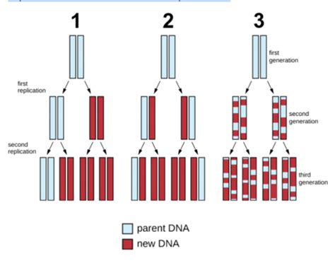 Molecular Biology Module 2 Quiz 3 Flashcards Quizlet