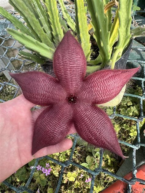 Stinky Starfish Cactus Flower Rgardening