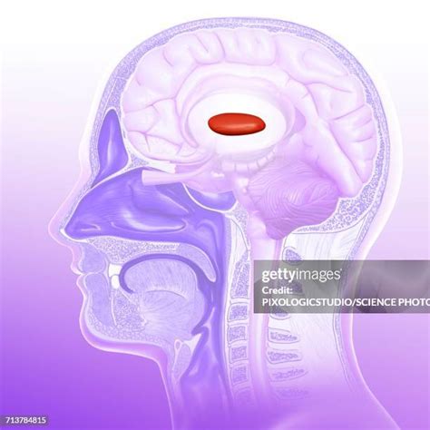 56 Globus Illustration High Res Illustrations Getty Images