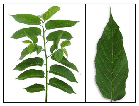 Aratiles Muntingia Calabura Linn Cherry Tree Philippine Medicinal
