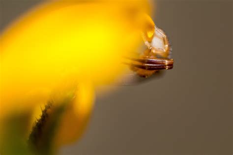 Arachnida Arachnophobia Eight Free Photo On Pixabay Pixabay