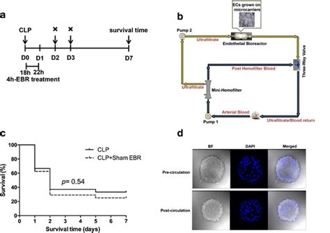 Construction Of The Endothelial Bioreactor Ebr System For Septic Download Scientific Diagram
