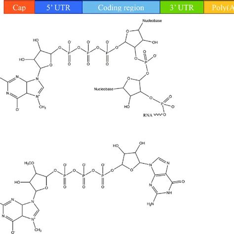 Mrna Structural Features A A Basic Structure Of A Eukaryotic Mrna Download Scientific