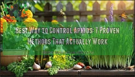Best Way To Control Aphids 7 Proven Methods That Actually Work