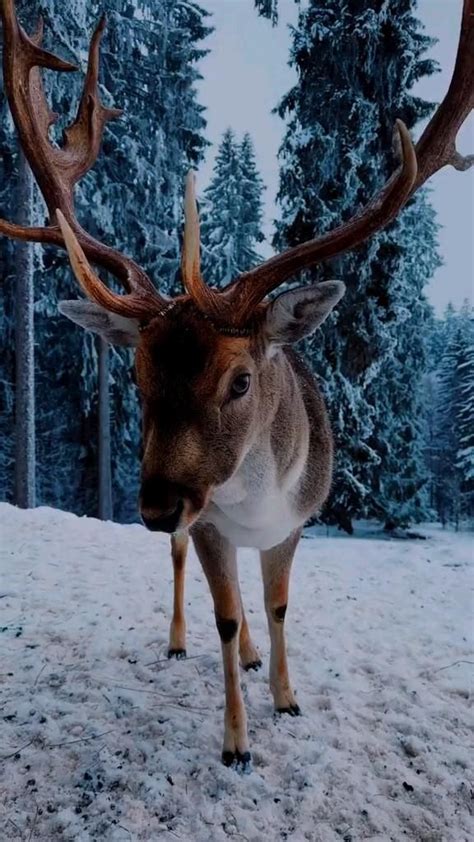 Лесной олень ️😍😃 в 2025 г Животные Картинки домашних животных Олени