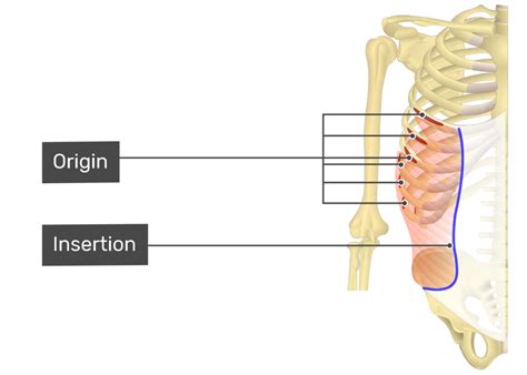 Internal Oblique Origin And Insertion