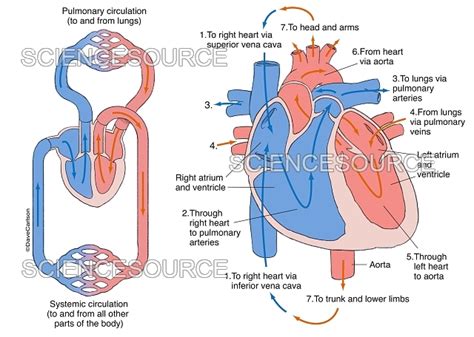 Human Circulatory System Labeled Il Stock Image Science Source Images