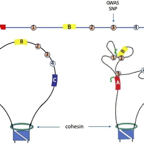 Data Processing Map For Applying 3d Functional Genomics To Disease Download Scientific Diagram