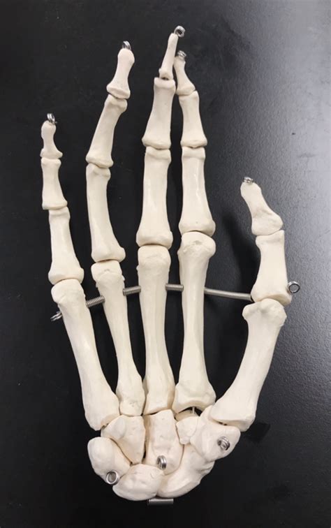Practical 1 Metacarpals Diagram Quizlet