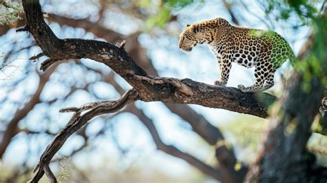 43000 Tree Leopard Pictures