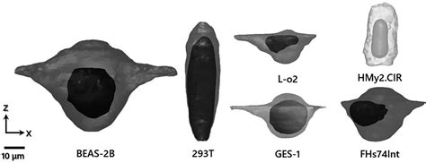 Multiple Mesh Type Real Human Cell Models For Dosimetric Application