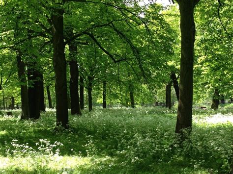 Haagse Bos The Hague The Woods Where The King Lives