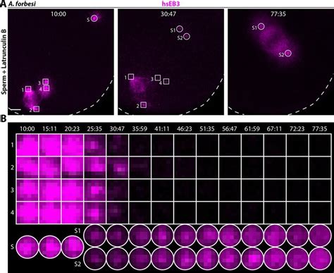Oocyte Derived Centrioles Lose Mtoc Activity When Retained In A