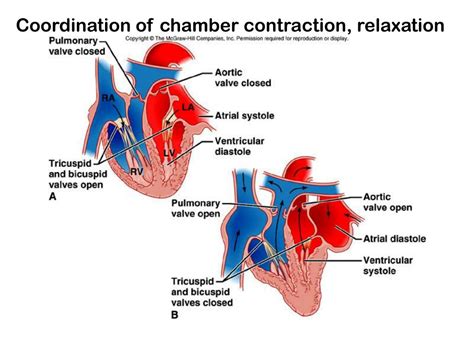 Ppt The Cardiovascular System Structure Of The Heart The Cardiac