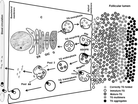 Thyroglobulin Structure Function And Biosynthesis Oncohema Key