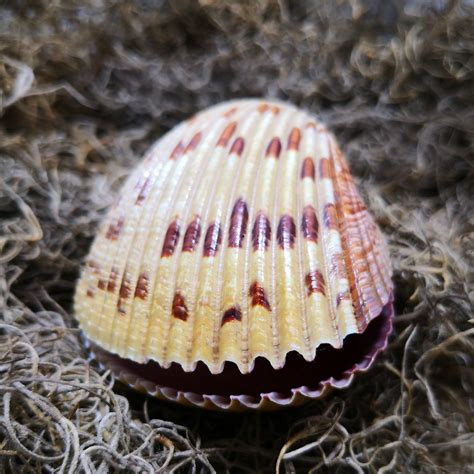 1 Atlantic Great Heart Cockleshell Dinocardium Robustum Etsy