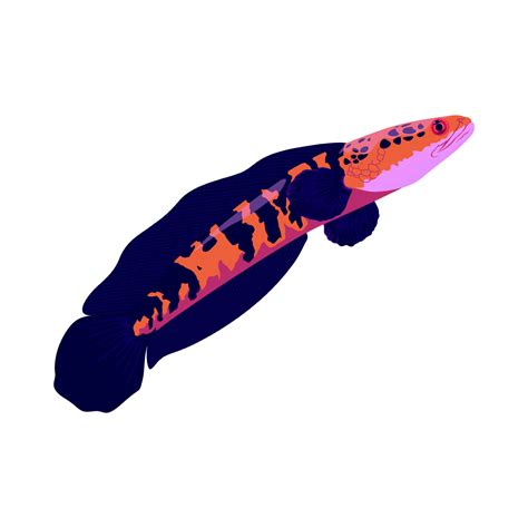Predator Fish Vector Illustration Art 11935594 Vector Art At Vecteezy